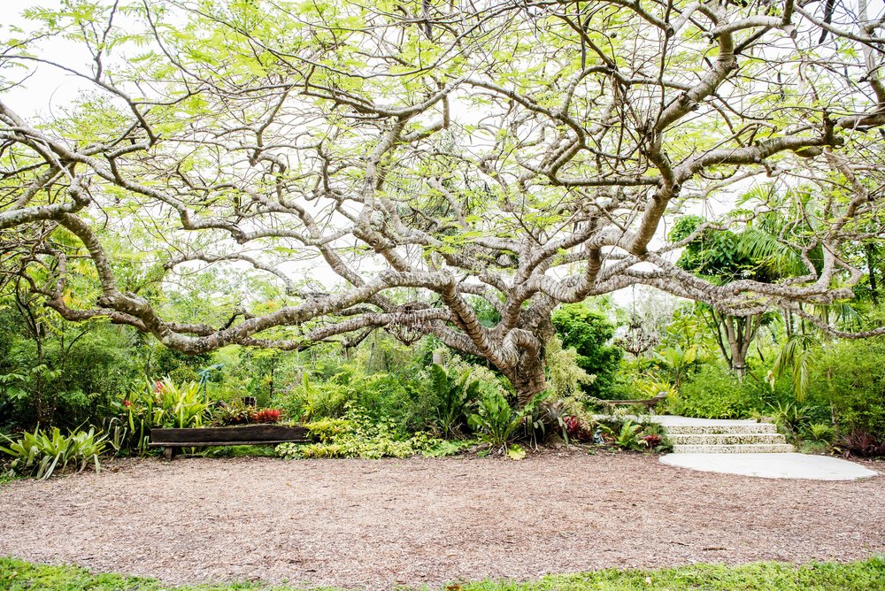 The Wedding Tree - Patch of Heaven Sanctuary